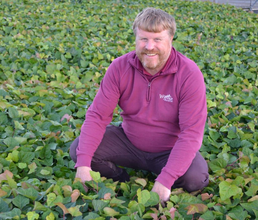 Wyevale Nurseries to giveaway new non-climbing Hedera Bellecour® at ...